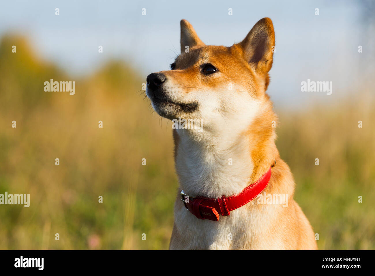 Shiba inu dog on grass hi-res stock photography and images - Alamy