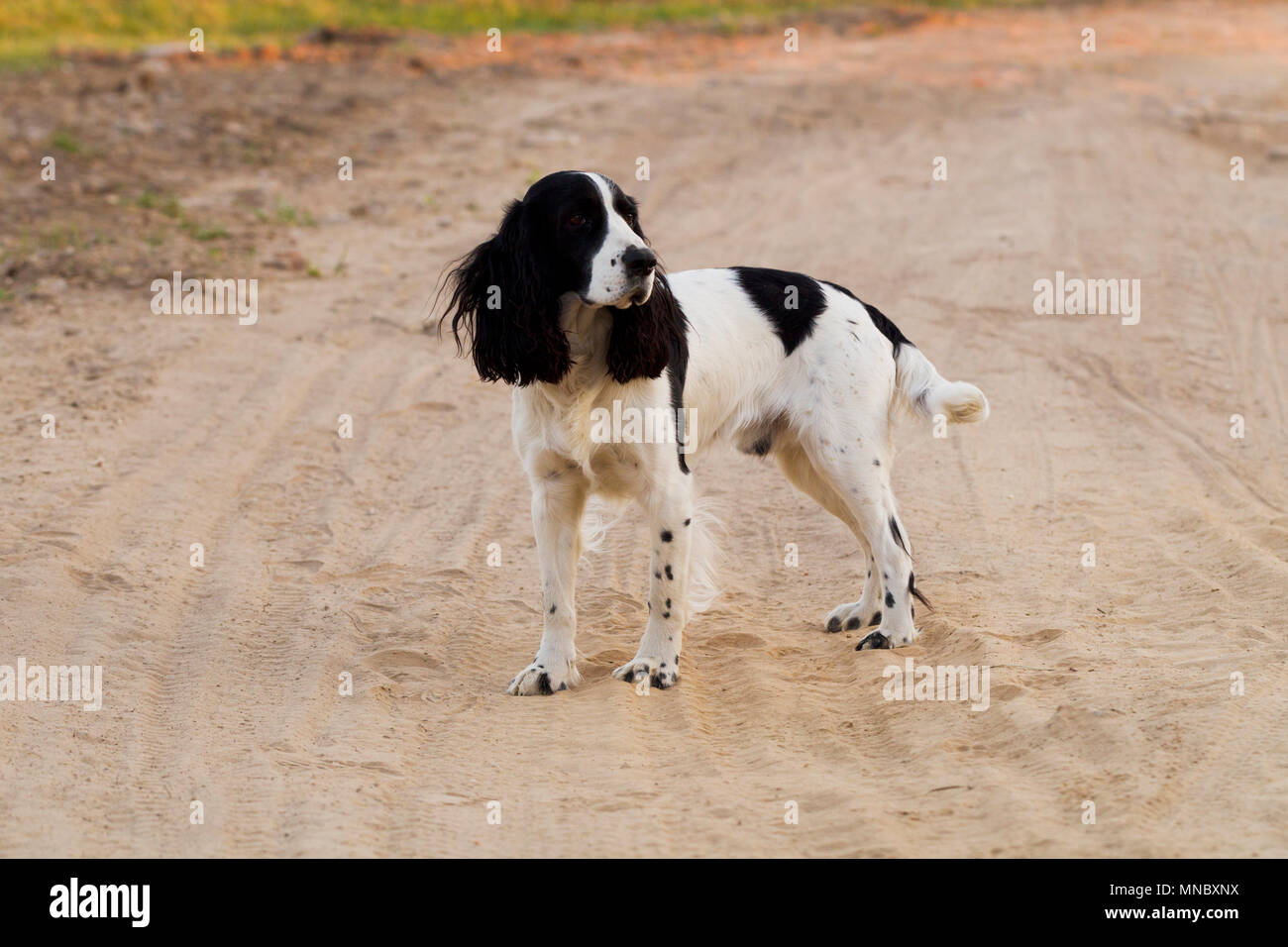 Russian spaniel dog breed black and white color on a walk Stock Photo ...
