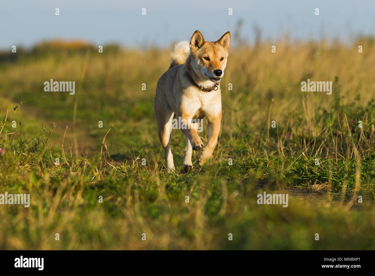 Dogs Japanese breeds Sibu Inu on a background of grass, sunlight Stock ...
