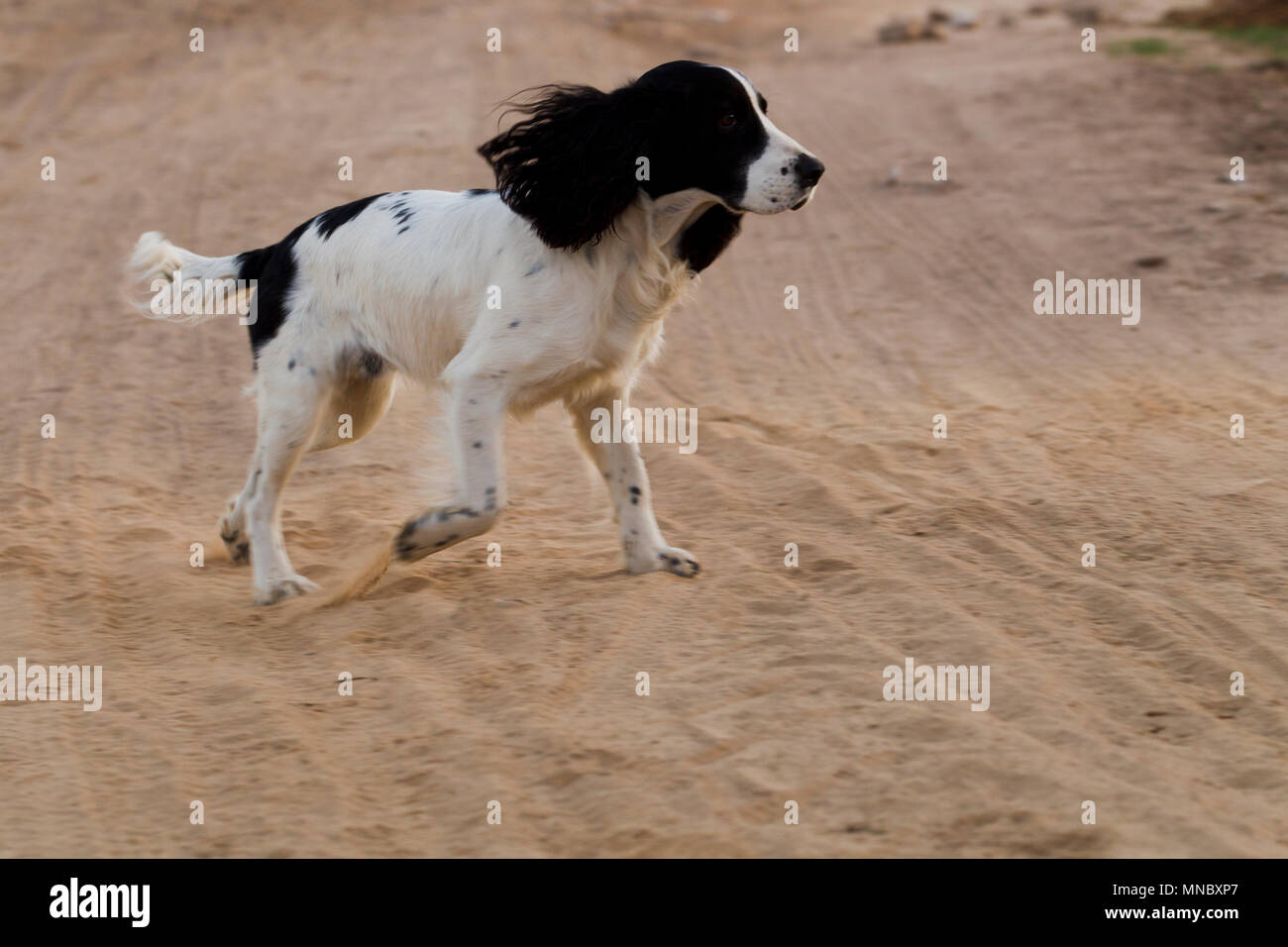 Russian spaniel dog breed black and white color on a walk Stock Photo ...