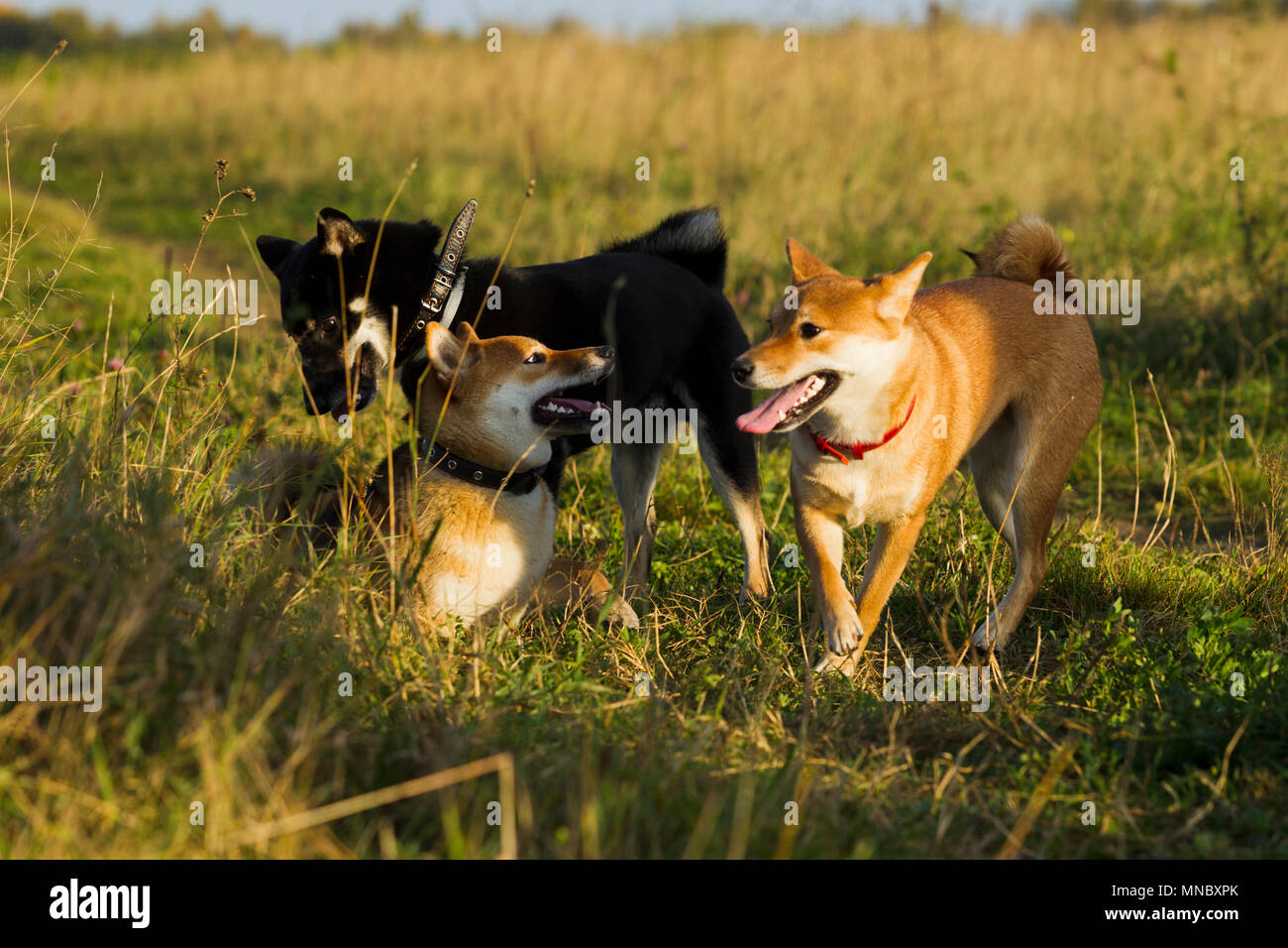 Dogs Japanese breeds Sibu Inu on a background of grass, sunlight Stock ...