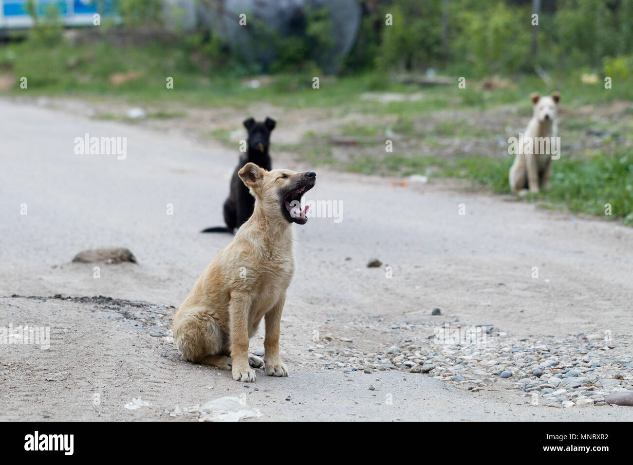 Little puppies of out-of-town stray dogs on the street Stock Photo - Alamy