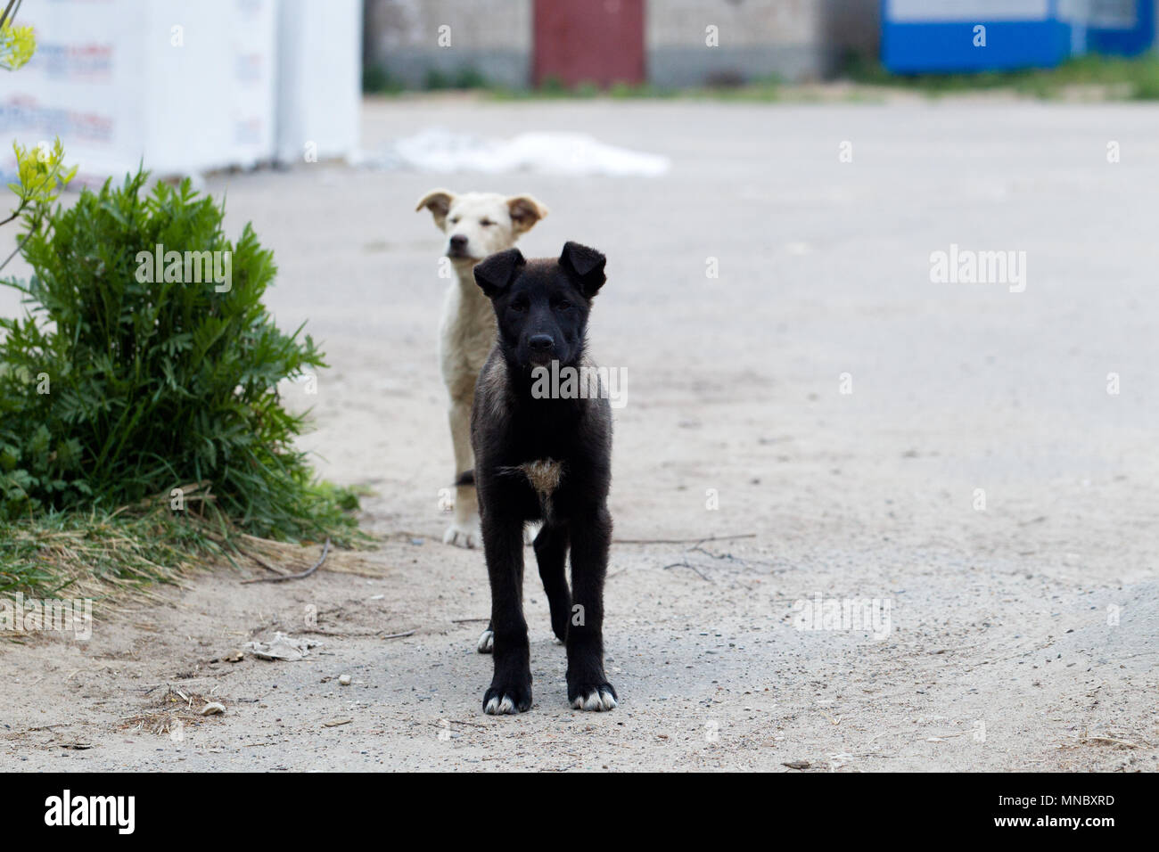 Stray dogs on dirty street hi-res stock photography and images - Alamy