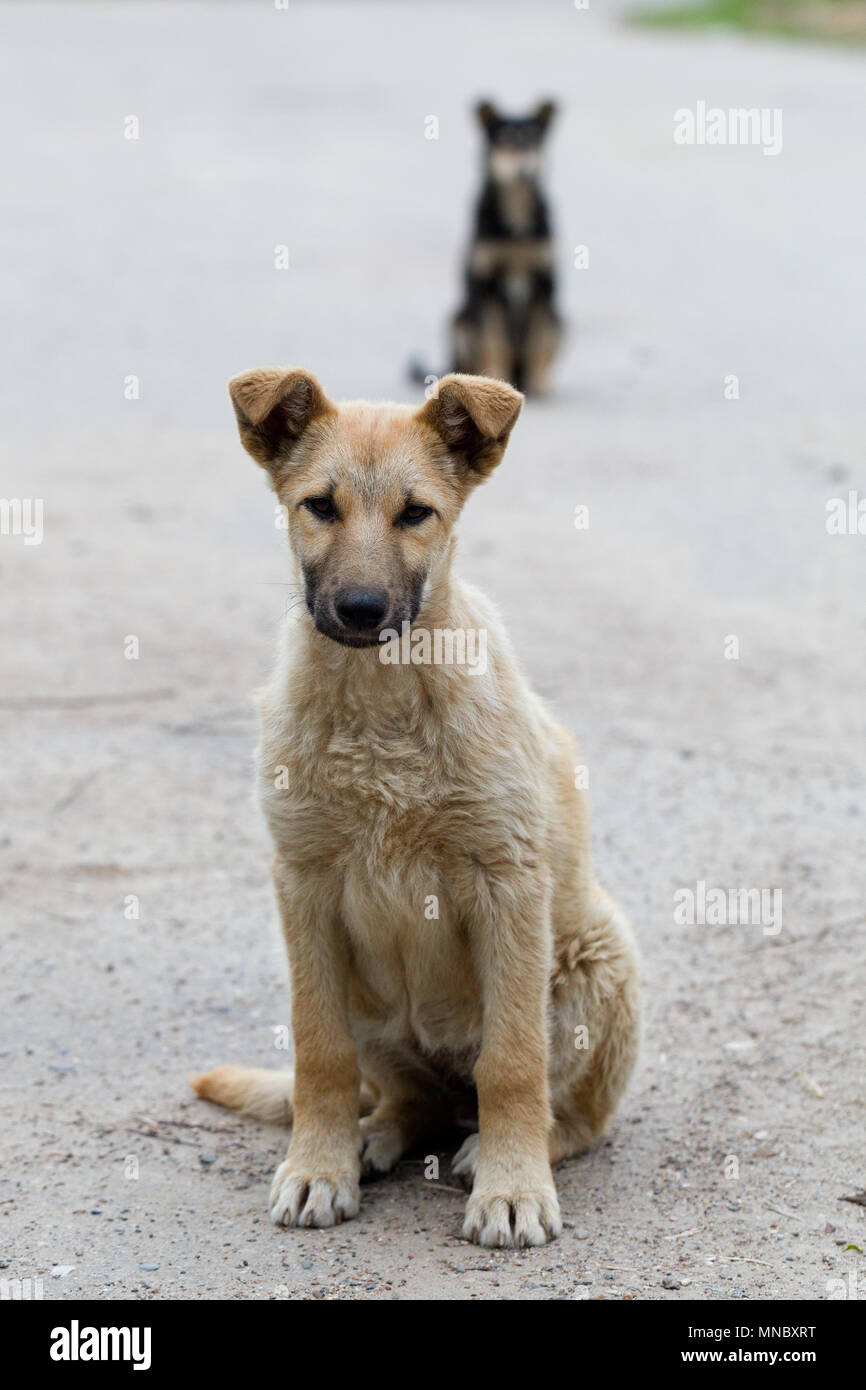 Little puppies of out-of-town stray dogs on the street Stock Photo - Alamy