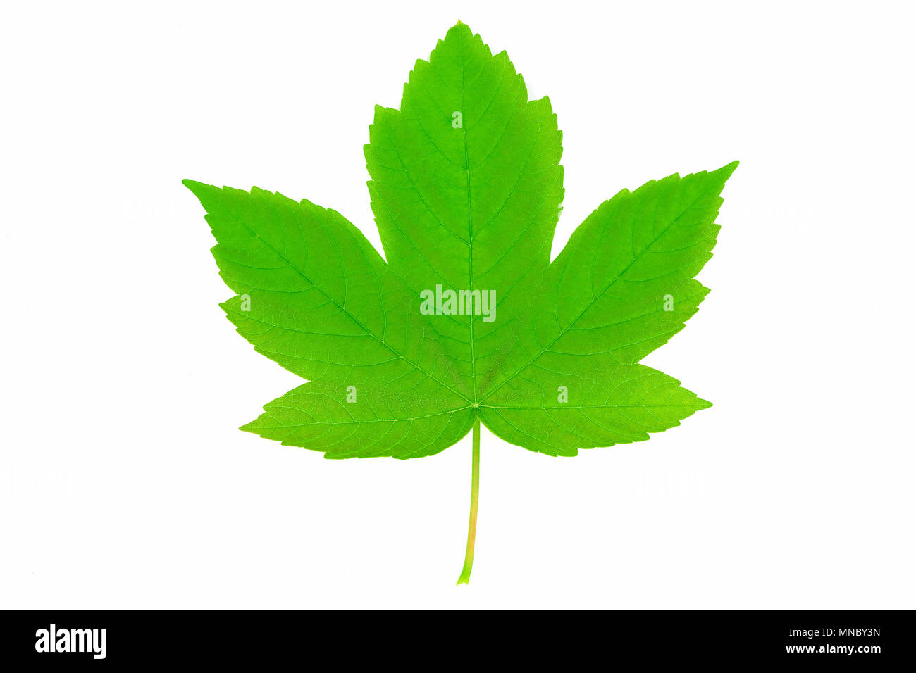 Sycamore maple leaf hi-res stock photography and images - Alamy