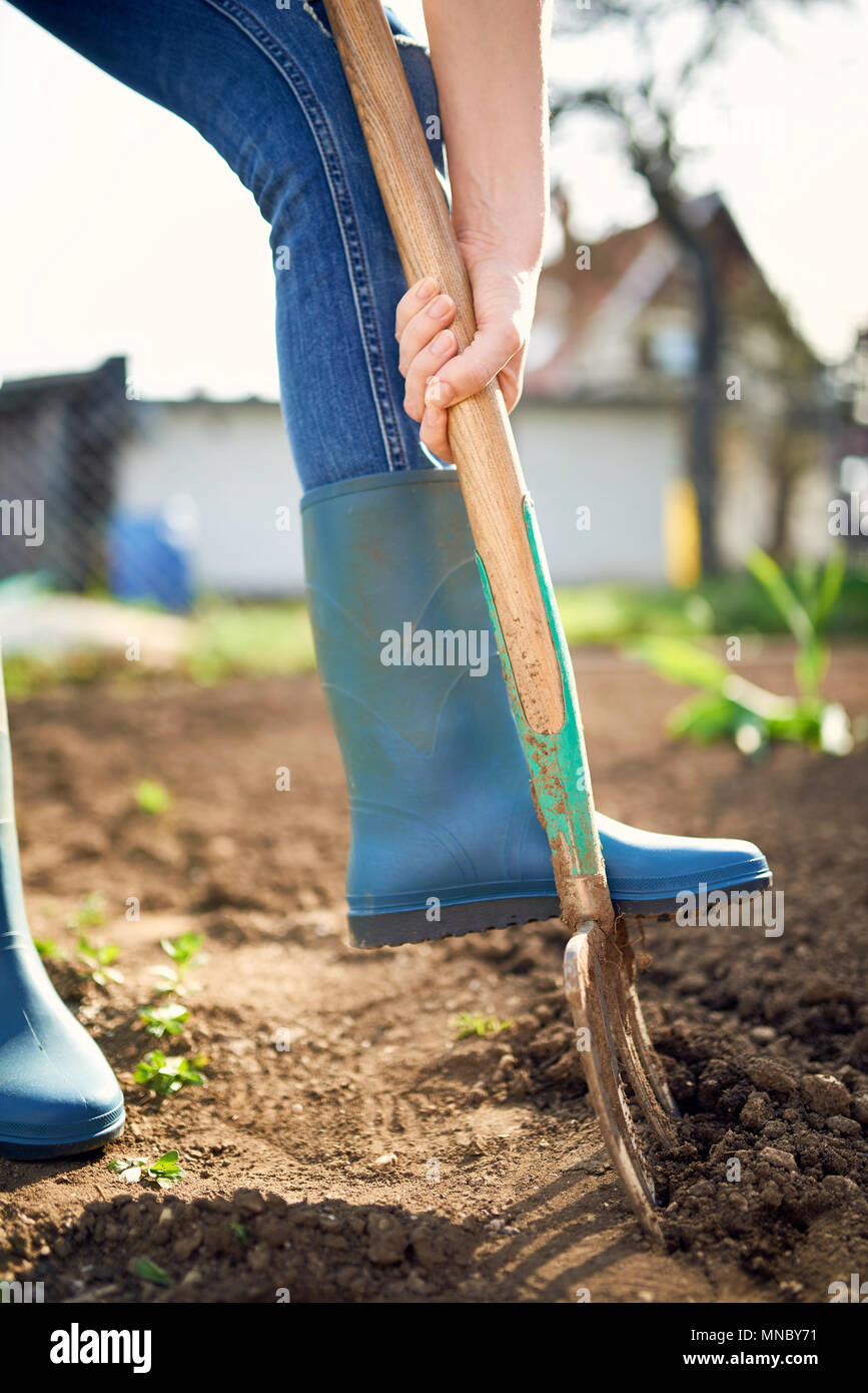 Work in a garden - Digging Spring Soil With Spading fork. Close up of ...