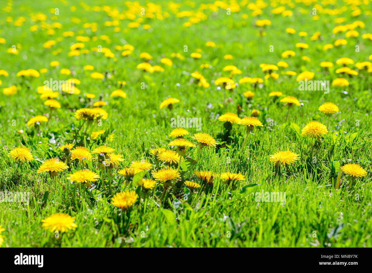 Beautiful spring background - green meadow full of blooming dandelion ...
