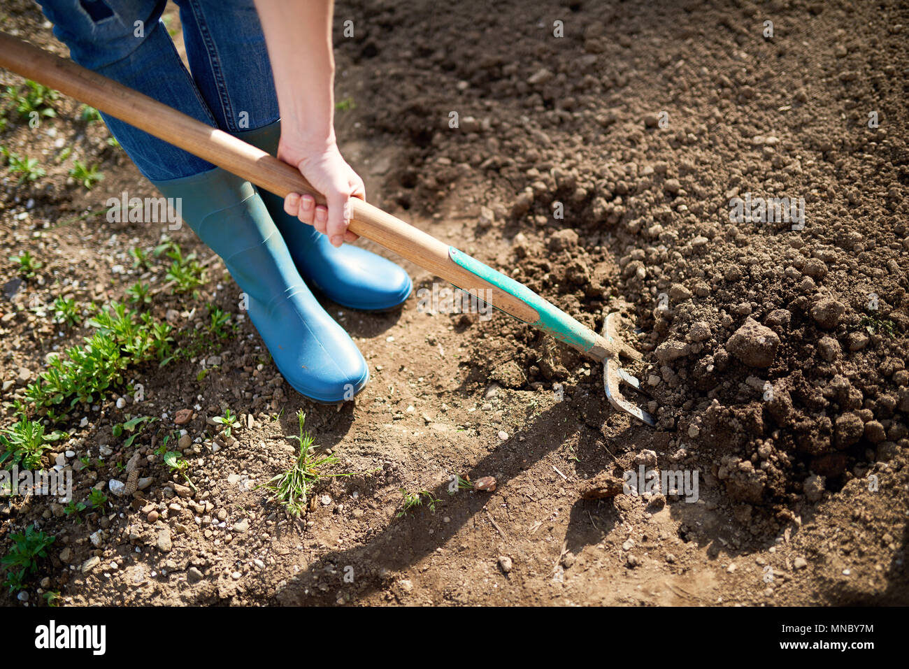 Work in a garden - Digging Spring Soil With Spading fork. Close up of ...