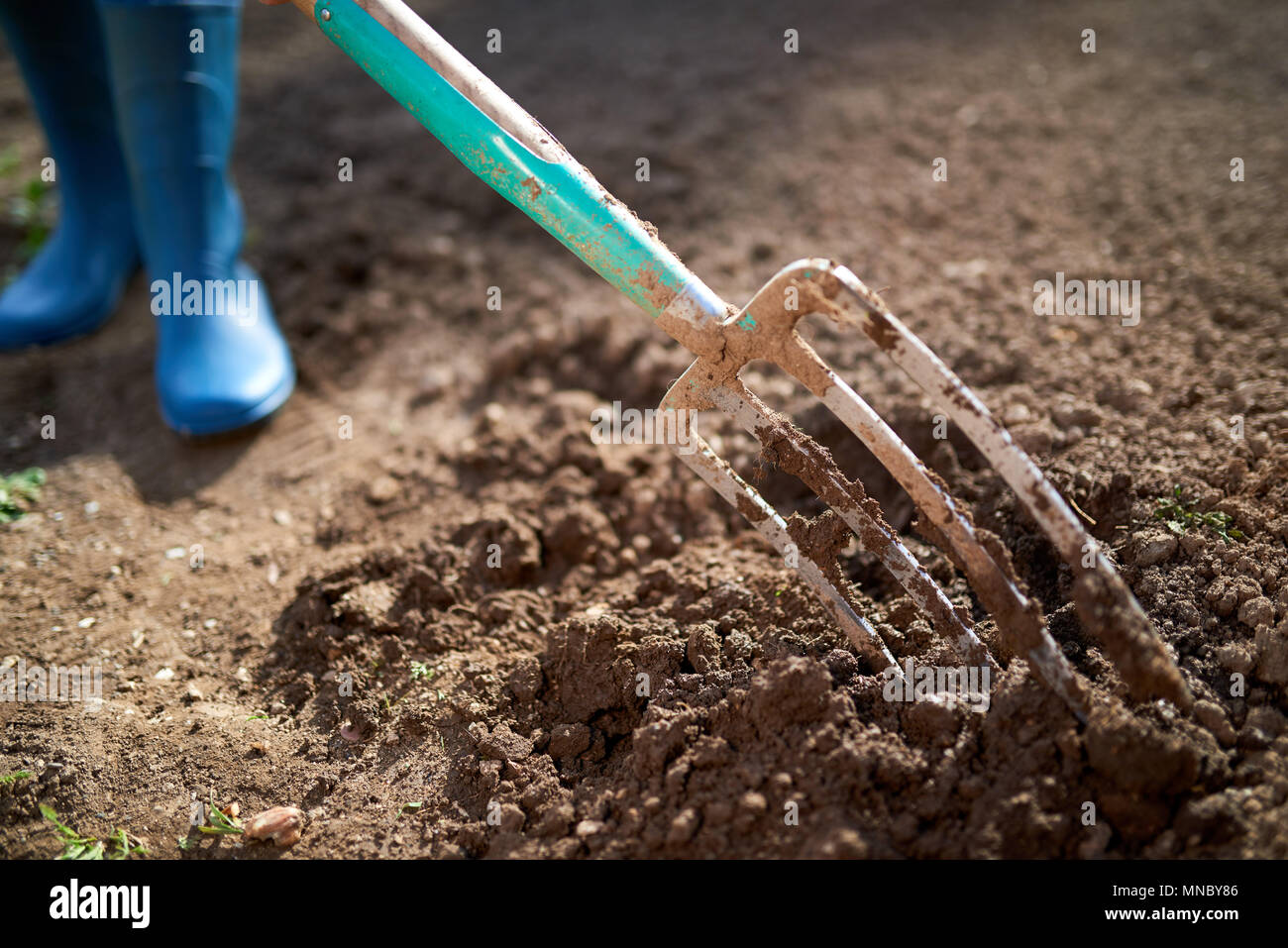 Work in a garden - Digging Spring Soil With Spading fork. Close up of ...