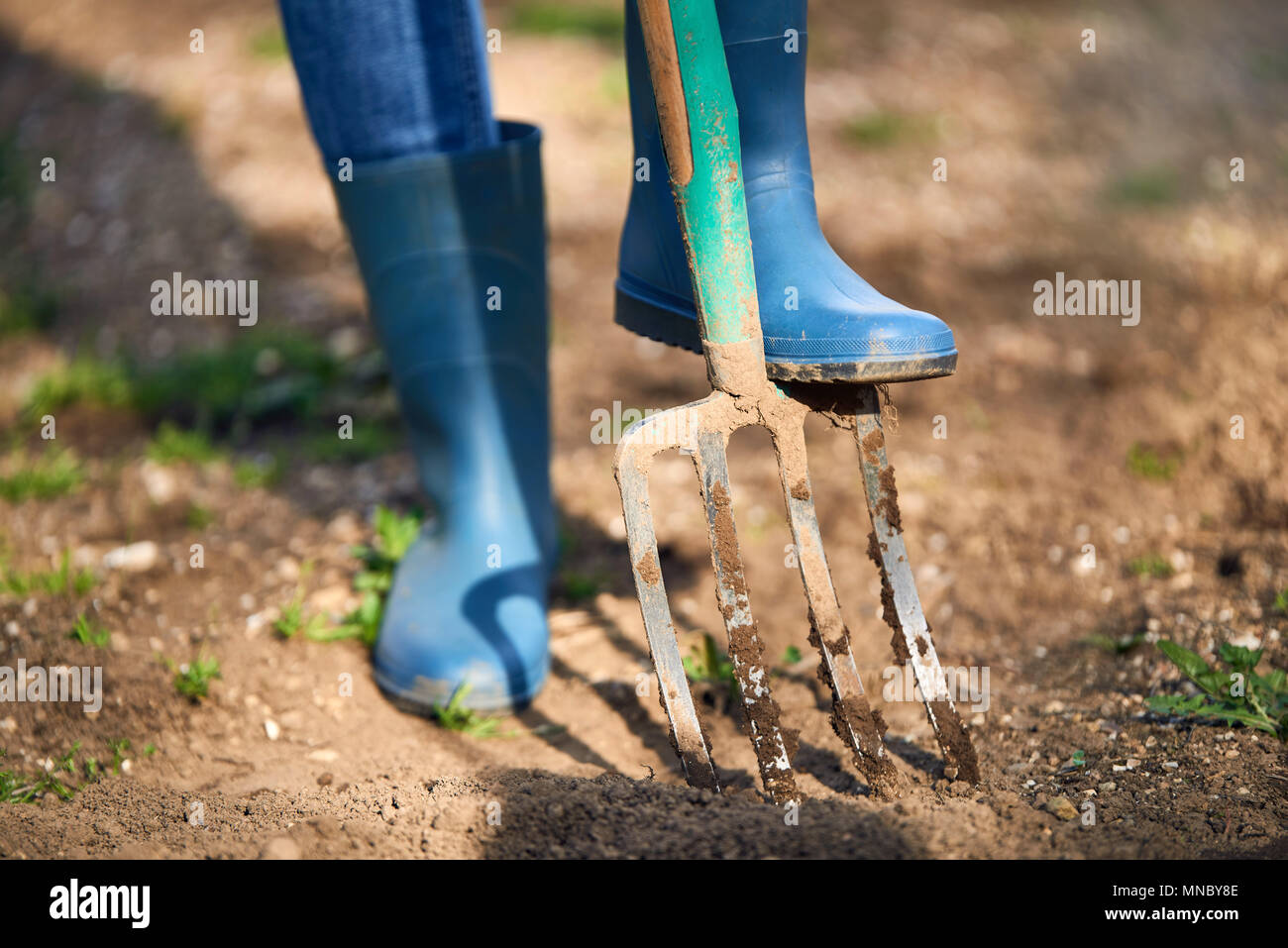 Work in a garden - Digging Spring Soil With Spading fork. Close up of ...