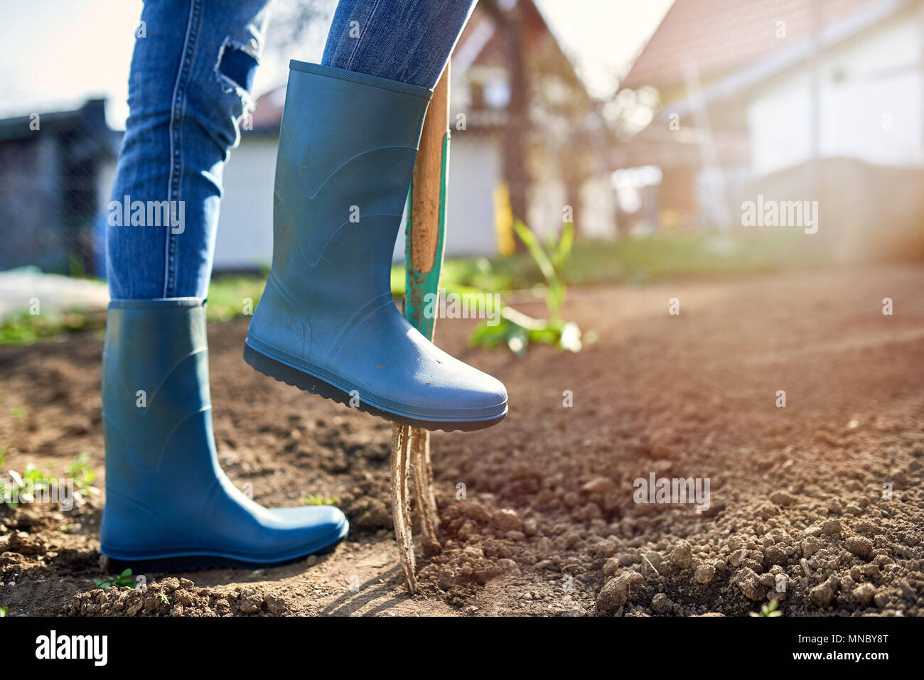 Work in a garden - Digging Spring Soil With Spading fork. Close up of ...