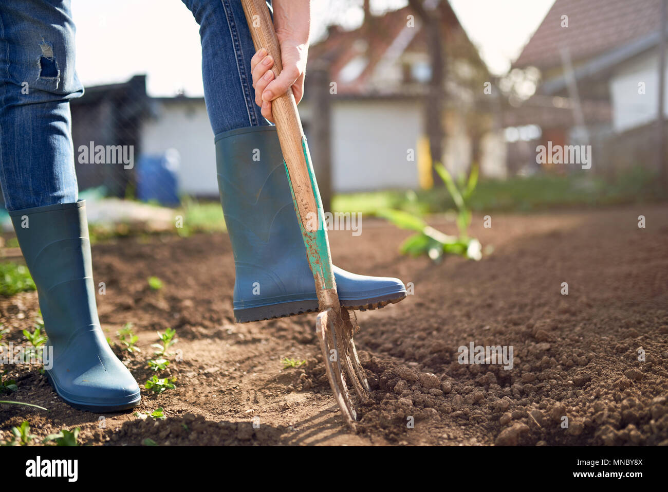 Work in a garden - Digging Spring Soil With Spading fork. Close up of ...