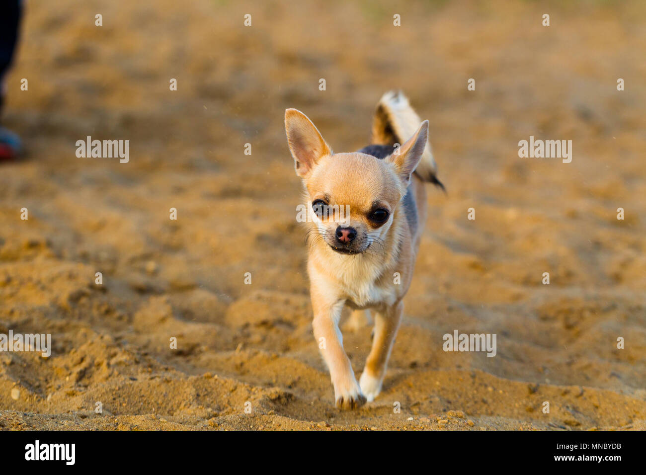 Summer evening in nature hi-res stock photography and images - Alamy