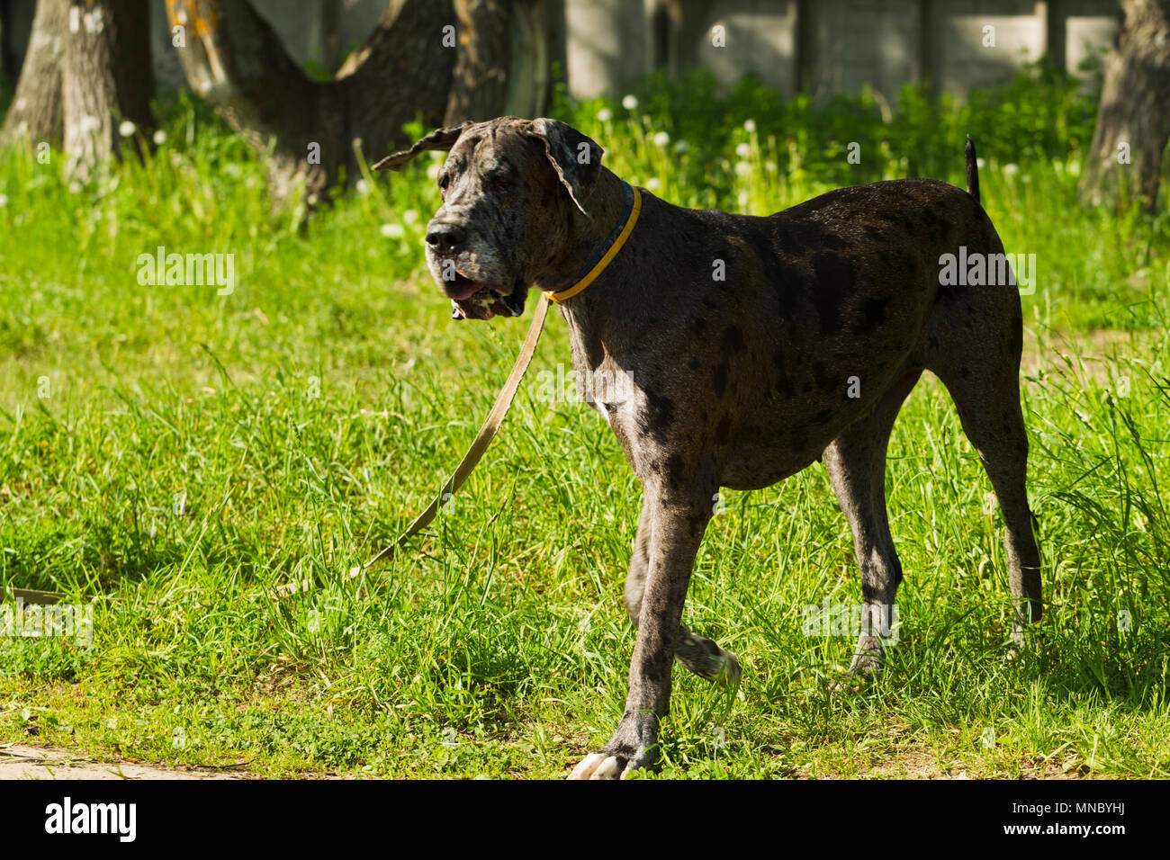 Gran Danes Merle