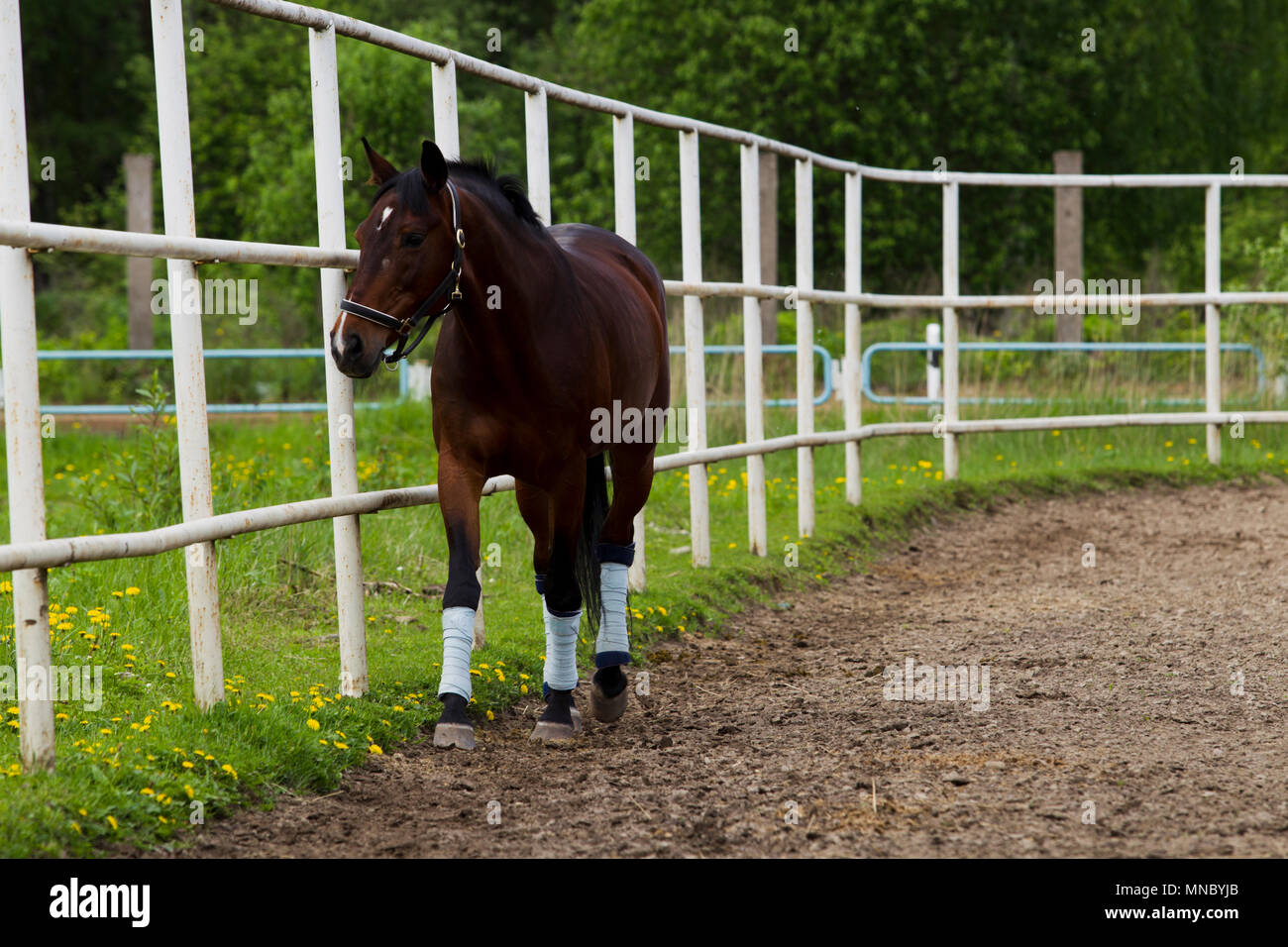 Rasetrack hi-res stock photography and images - Alamy