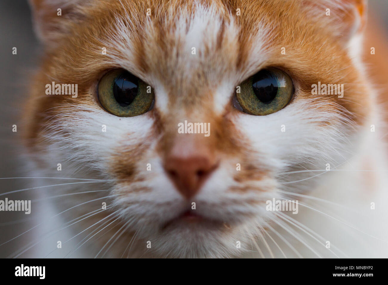 Cats view hi-res stock photography and images - Alamy