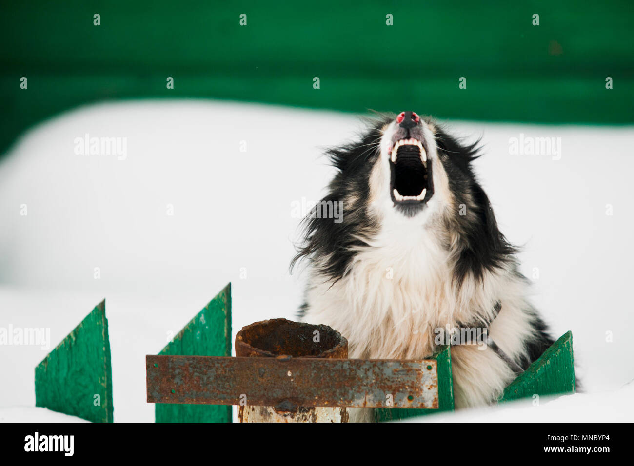 Angry dog mouth hi-res stock photography and images - Alamy