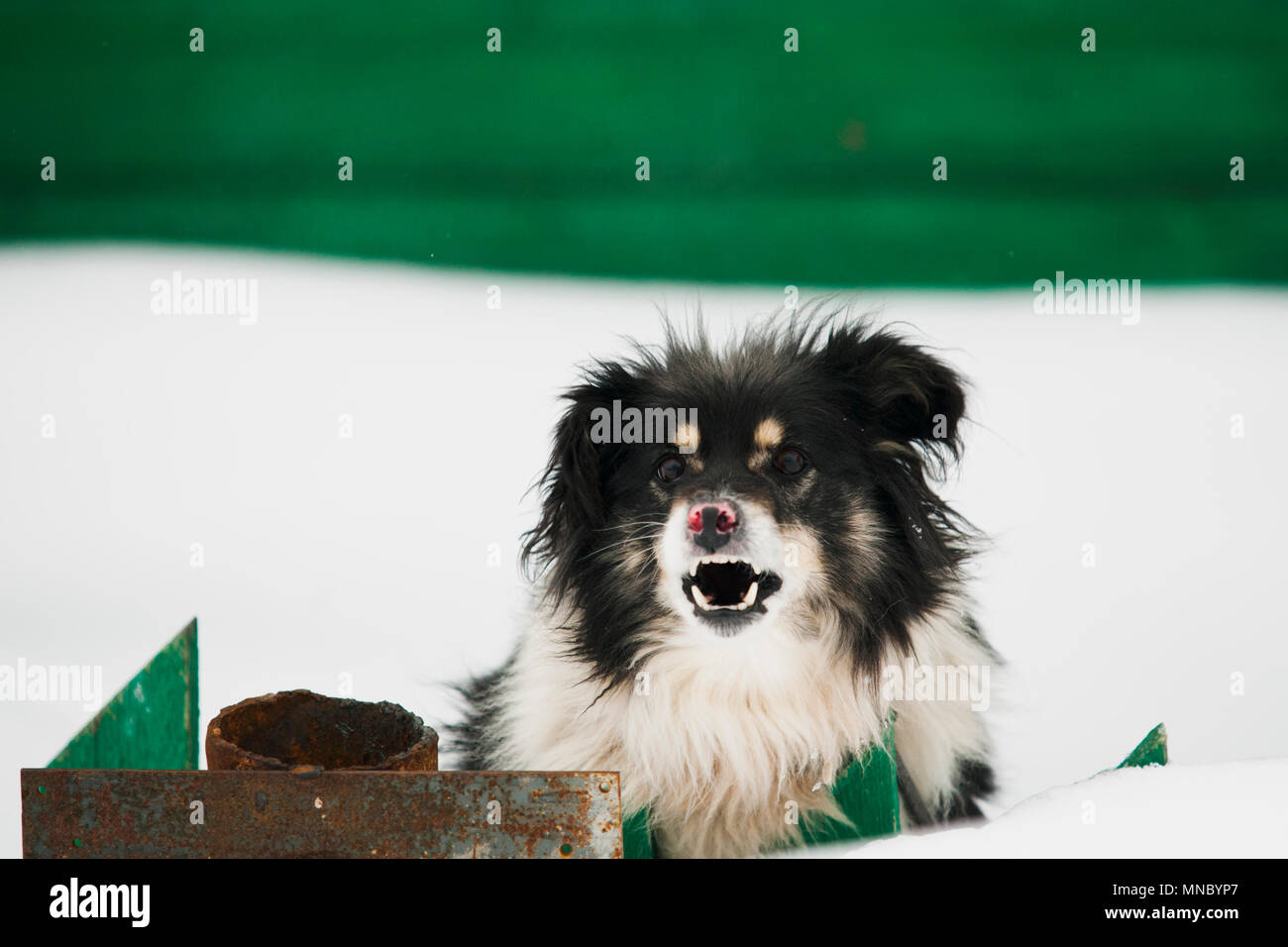Angry dog fence hi-res stock photography and images - Alamy
