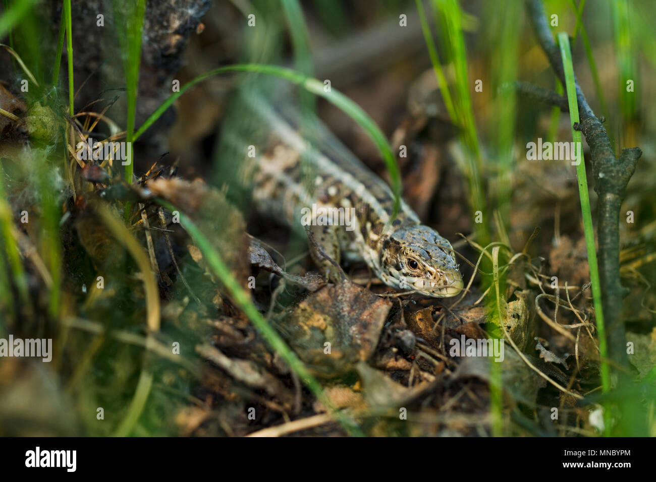 Forest lizard hidden in the grass, sunlight, Macro Stock Photo - Alamy