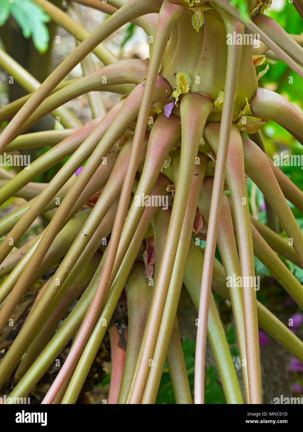 Stem structure of Geranium maderense, known as giant herb-Robert or ...