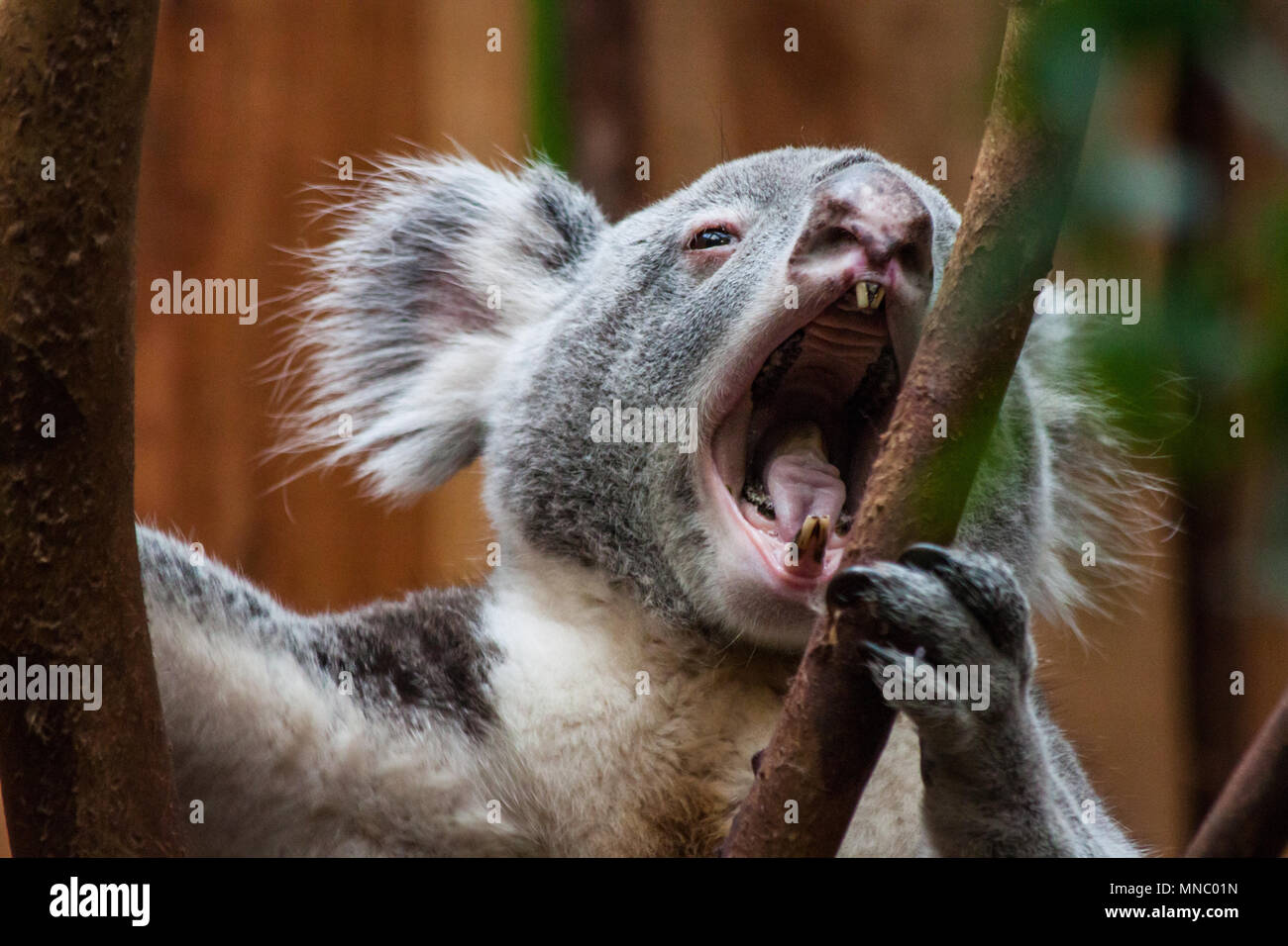 Fluffy koala hi-res stock photography and images - Alamy