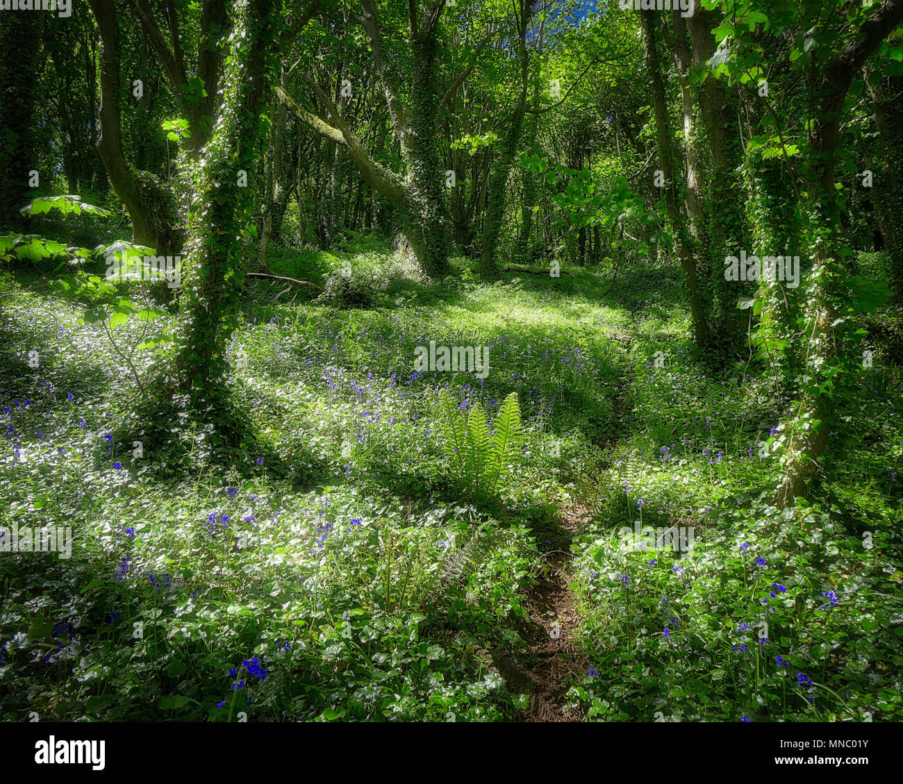 GB - DEVON: Watcombe Beach Woods near Babbacombe (HDR Image Stock Photo ...