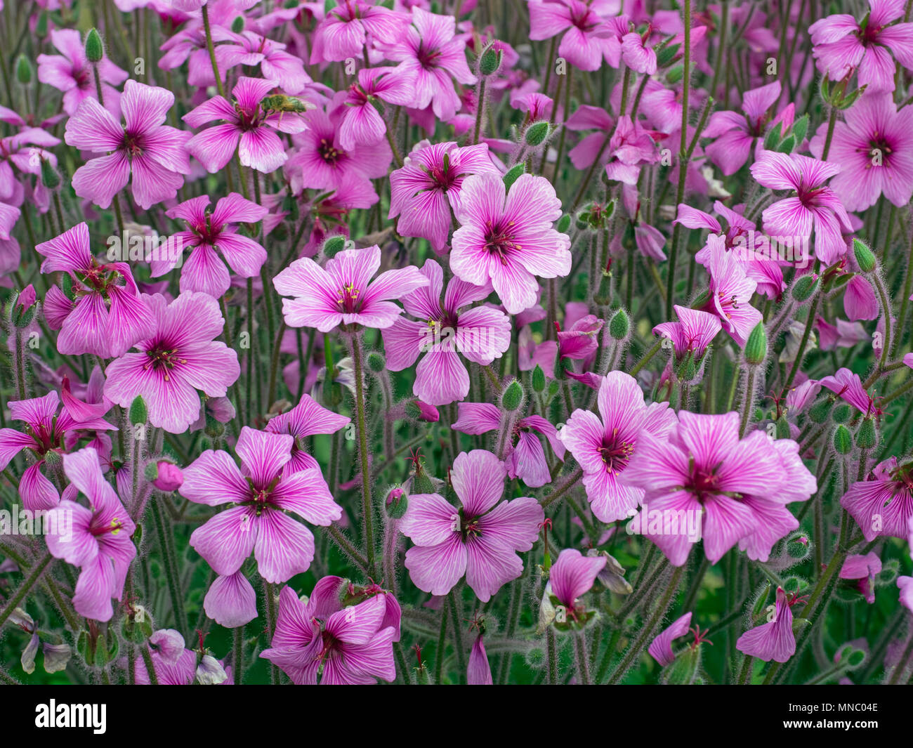 Flowers of Geranium maderense, known as giant herb-Robert or Madeira ...