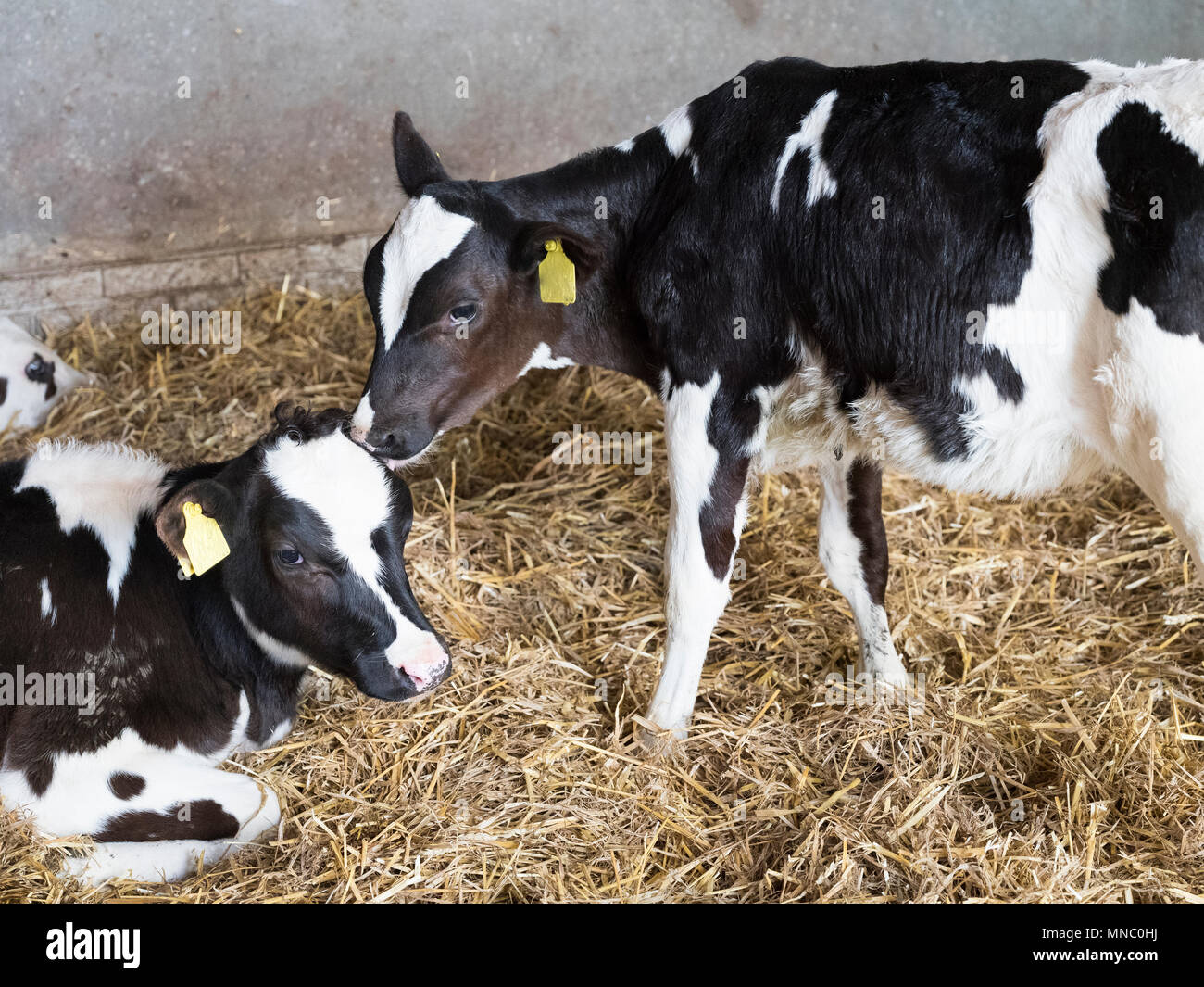 Holstein calves hi-res stock photography and images - Alamy
