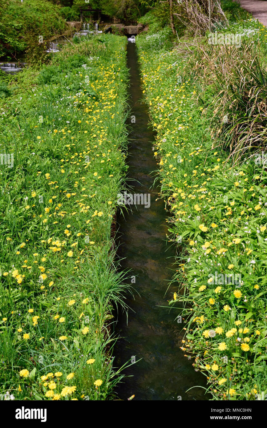 Dandelions growing beside a watermill feeder channel Stock Photo - Alamy