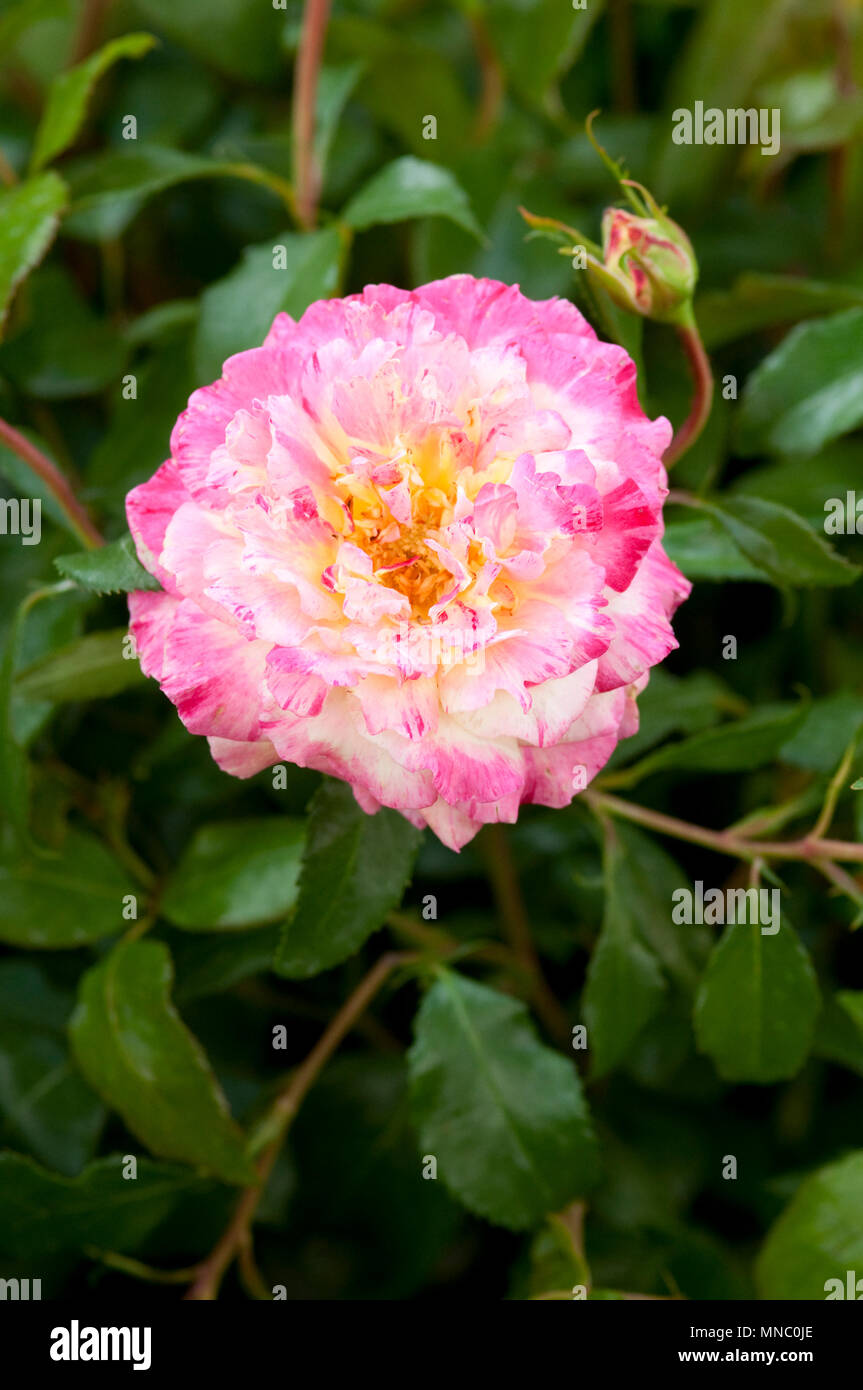 Claude Monet Rose High Resolution Stock Photography and Images - Alamy