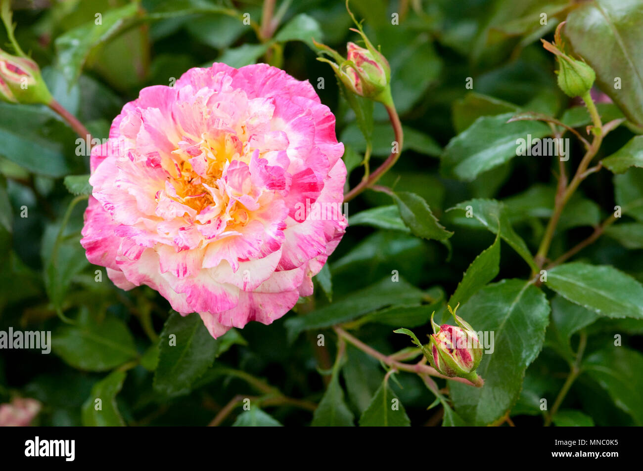 Claude monet rose hi-res stock photography and images - Alamy