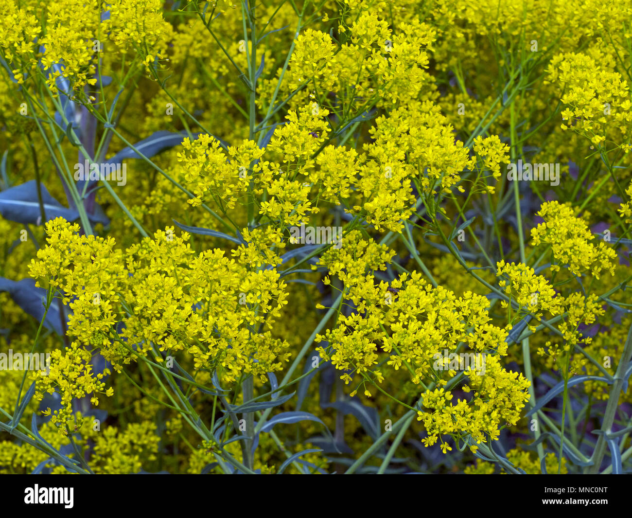 Woad Plant High Resolution Stock Photography and Images - Alamy