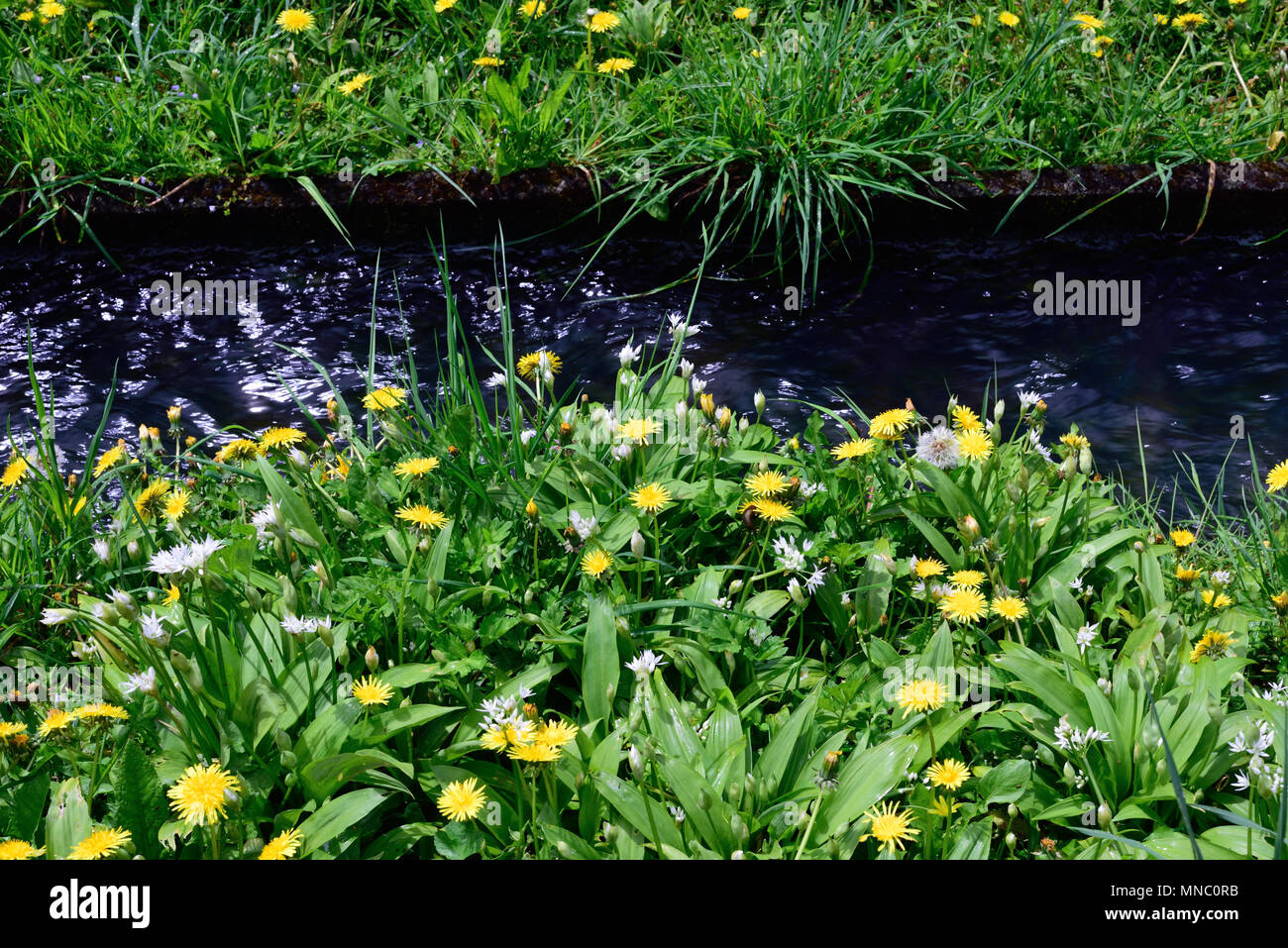 Dandelions growing beside a watermill feeder channel Stock Photo - Alamy