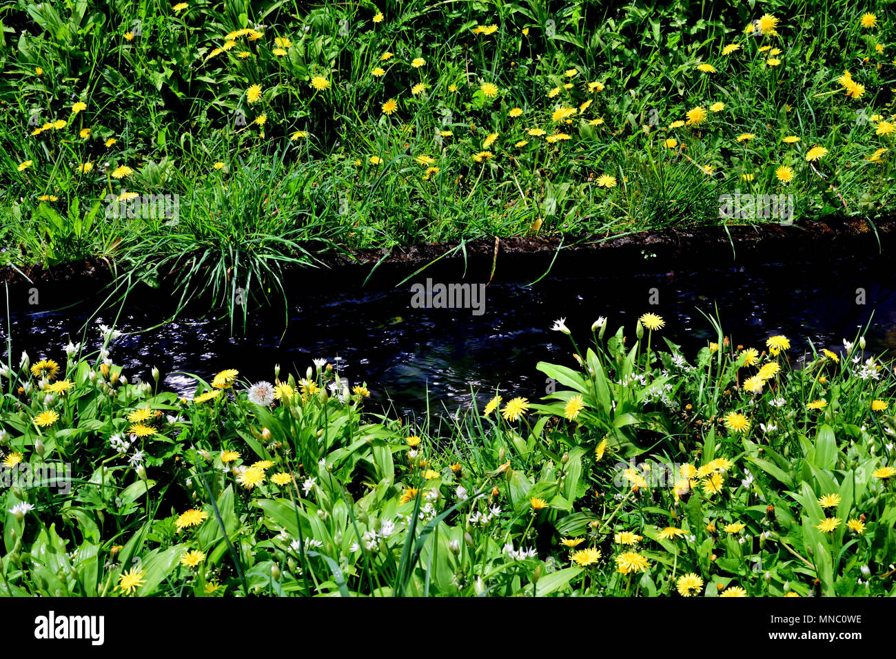 Dandelions growing beside a watermill feeder channel Stock Photo - Alamy
