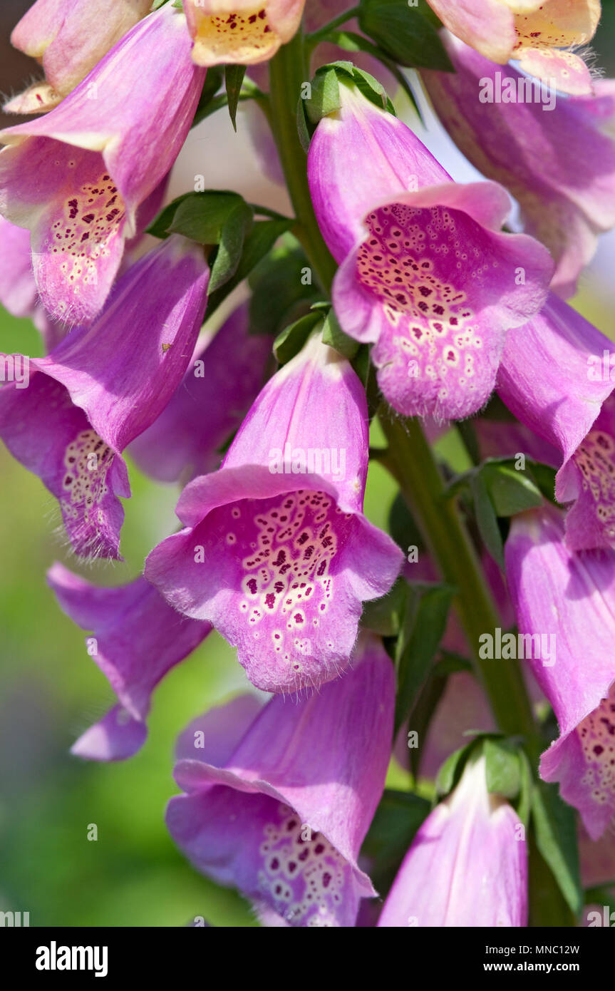 Foxy hi-res stock photography and images - Alamy