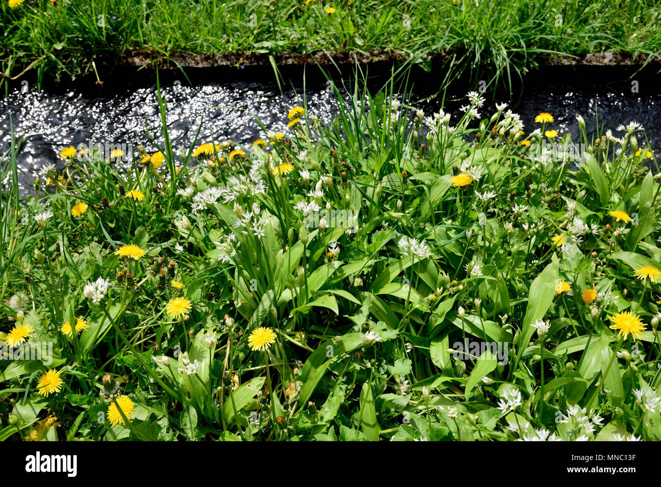 Flow Dandelion High Resolution Stock Photography and Images - Alamy