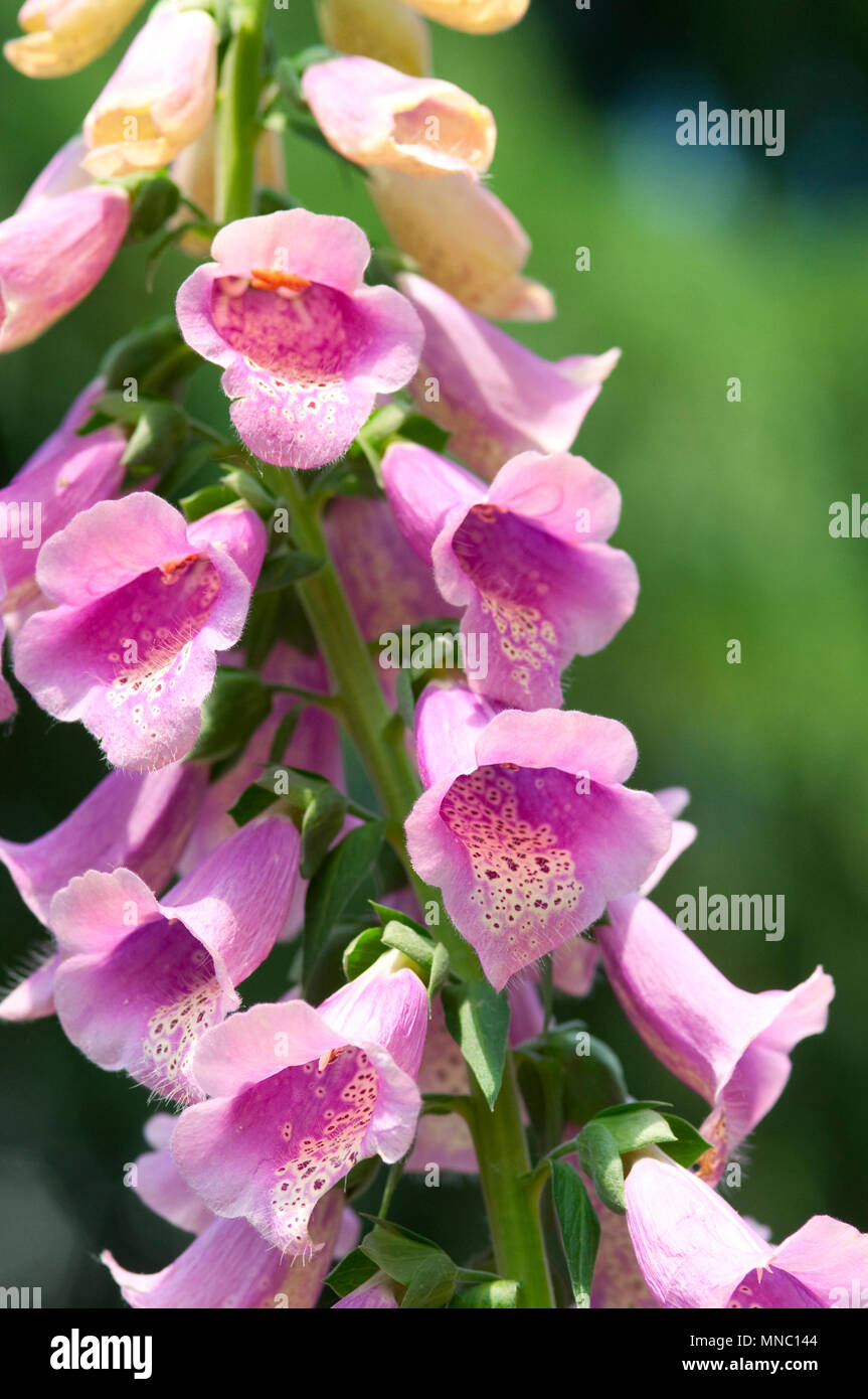 Foxy hi-res stock photography and images - Alamy