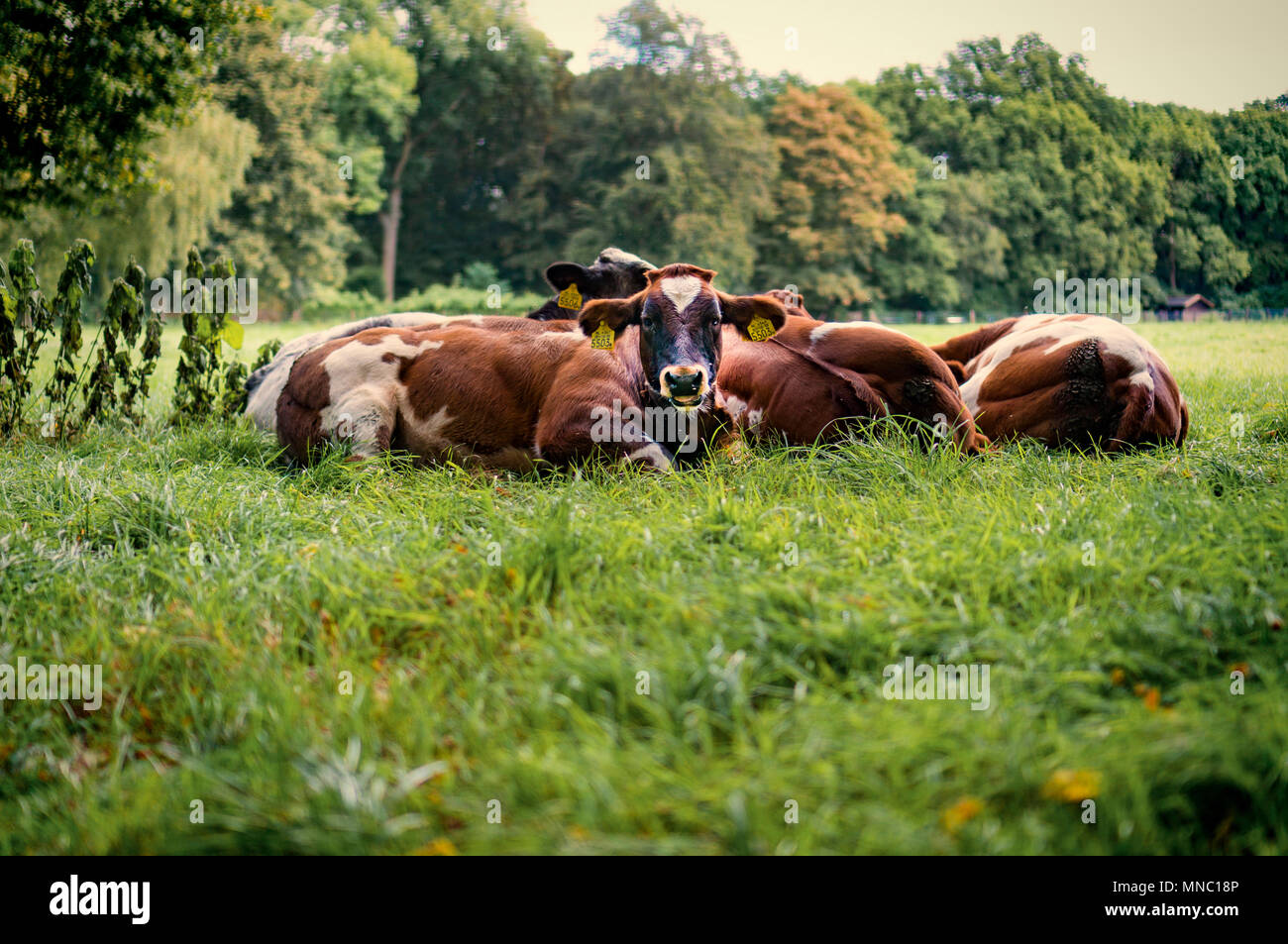 Cows lying down in field, Netherlands Stock Photo - Alamy