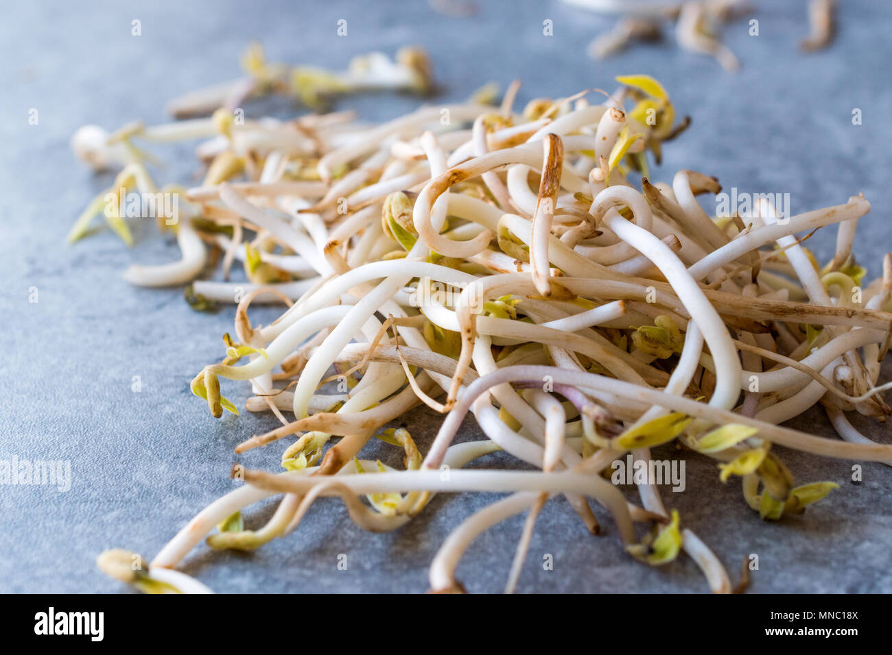 Soybean sprout isolated hi-res stock photography and images - Alamy
