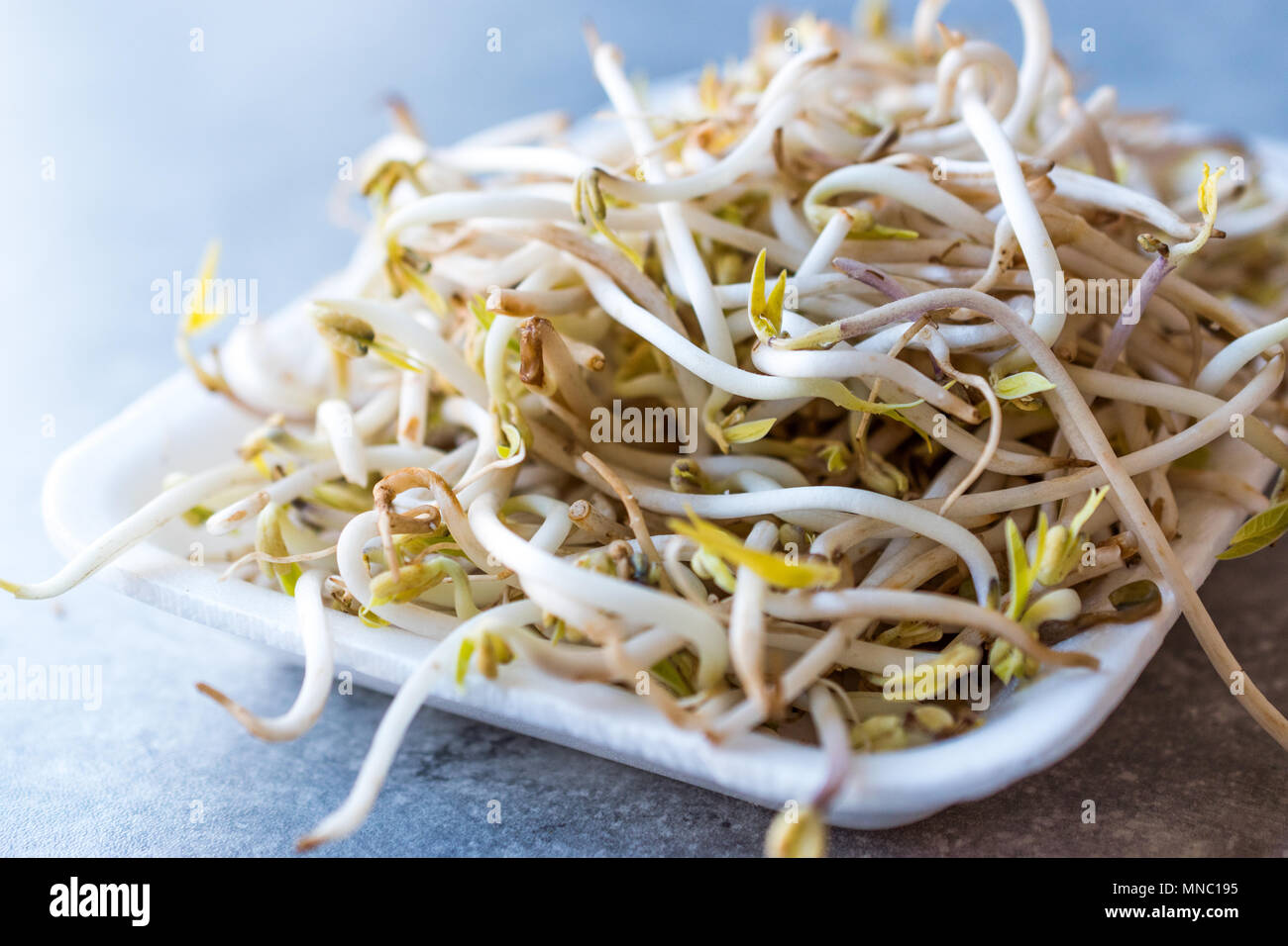 Mungbean sprout hi-res stock photography and images - Alamy