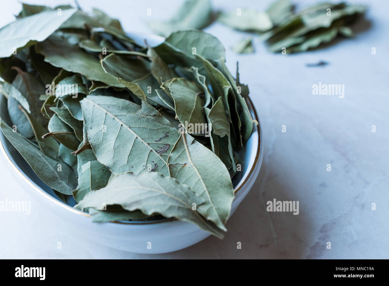 Daphne tree hi-res stock photography and images - Alamy