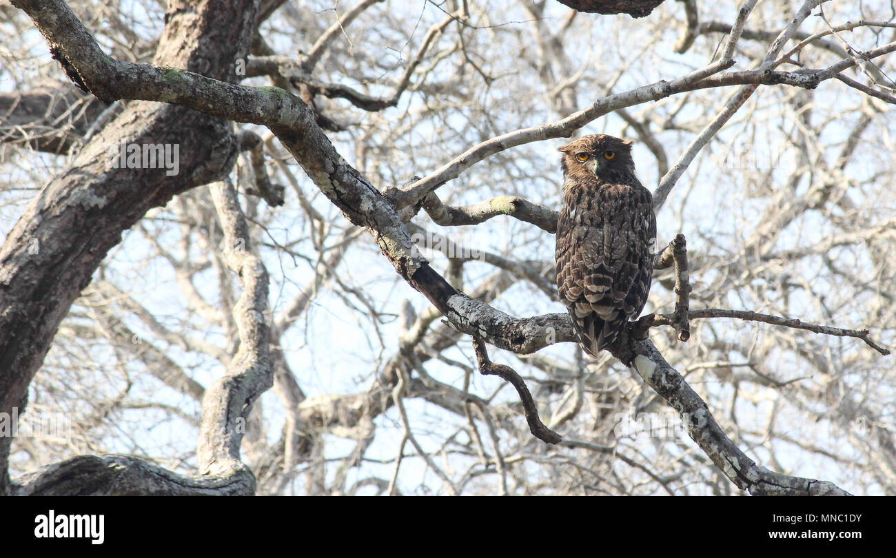Sharp Eyes High Resolution Stock Photography and Images - Alamy