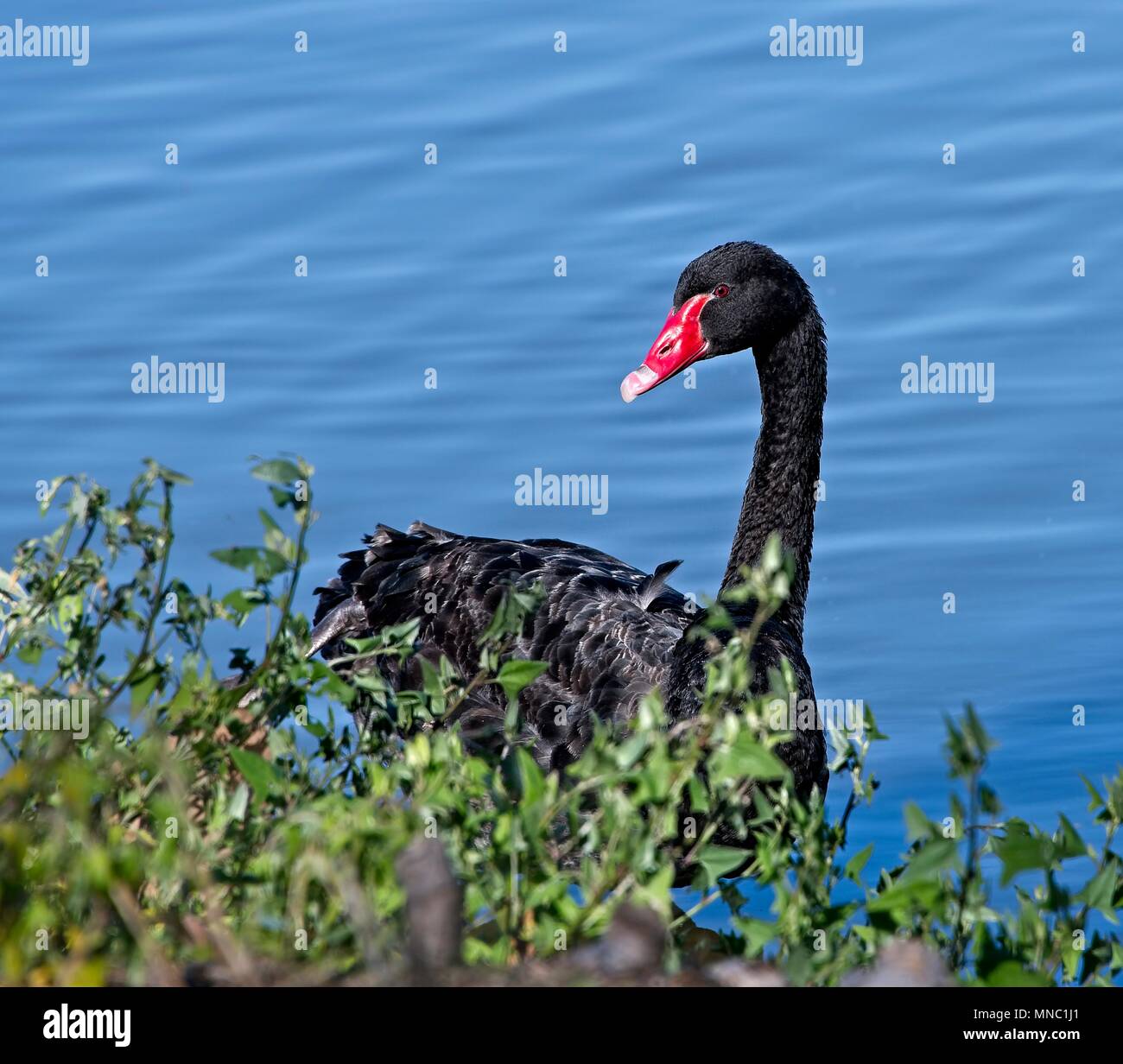 Black Swan Perth Stock Photo - Alamy