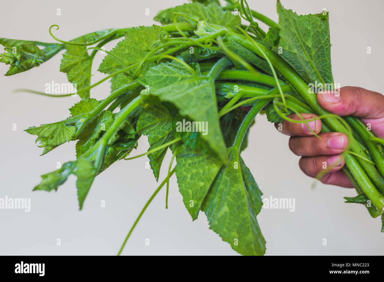 Fresh green pumpkin leaves with hand ,bunch of pumpkin leaves,brought ...