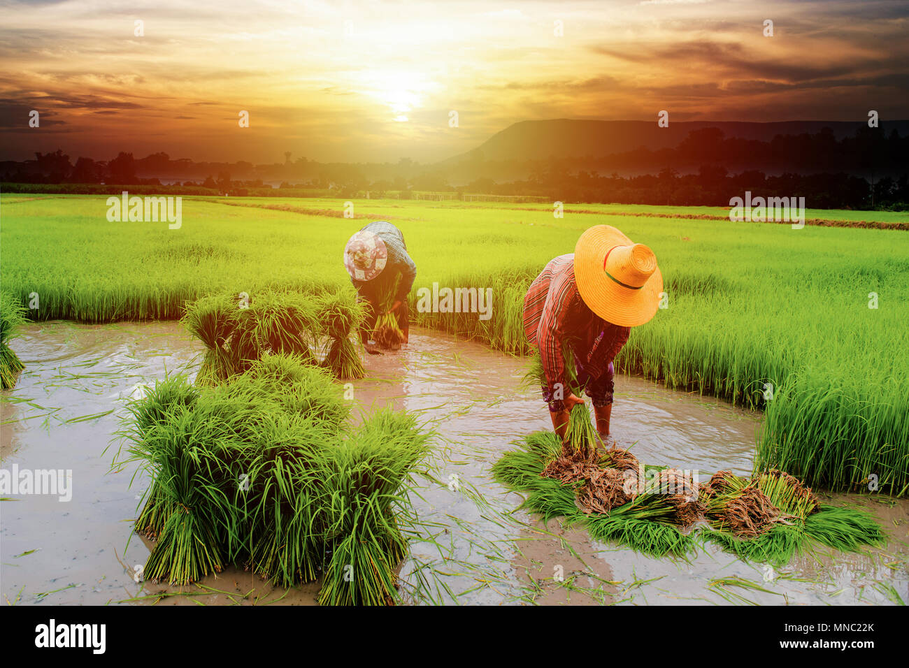 farmer planting rice in farm, Thai traditional plantation Stock Photo ...
