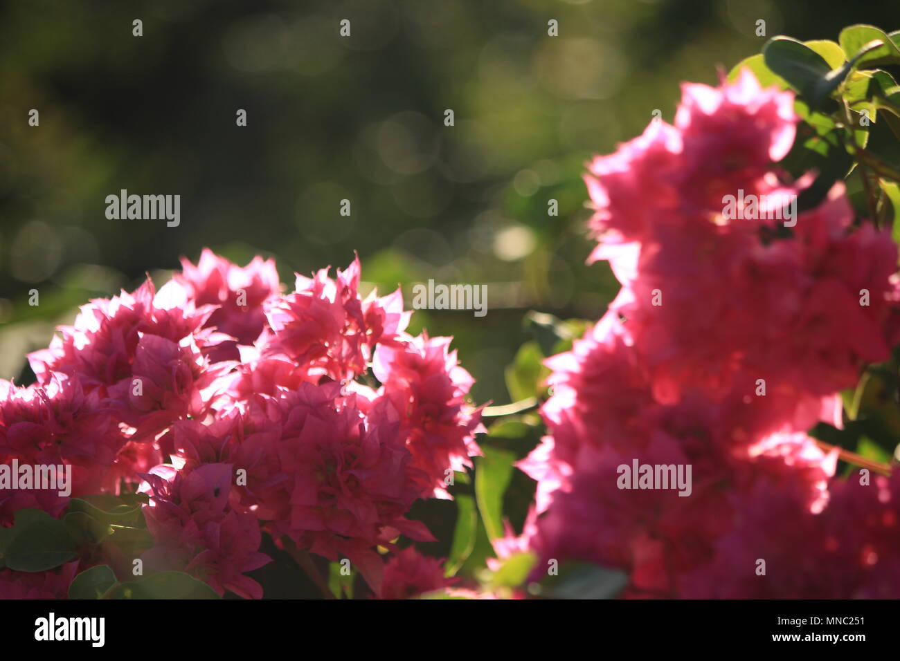 close up flower Stock Photo - Alamy
