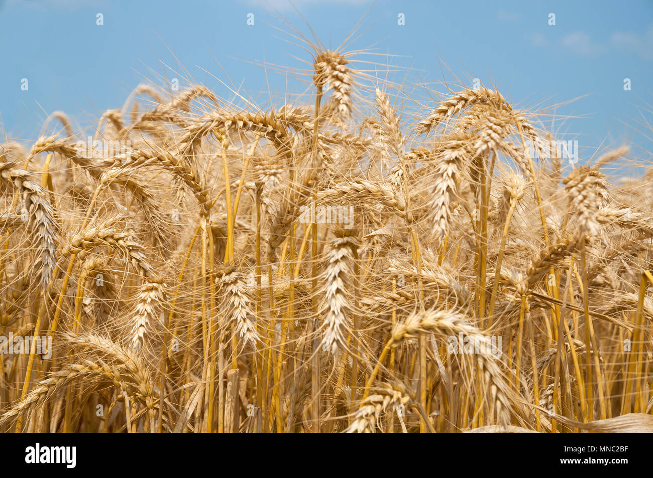 Gold Wheat fields Stock Photo - Alamy