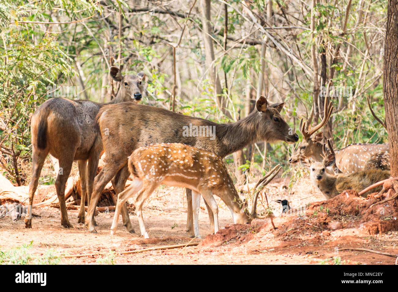 A group of sambar deer standing under a tree & looking towards to ...