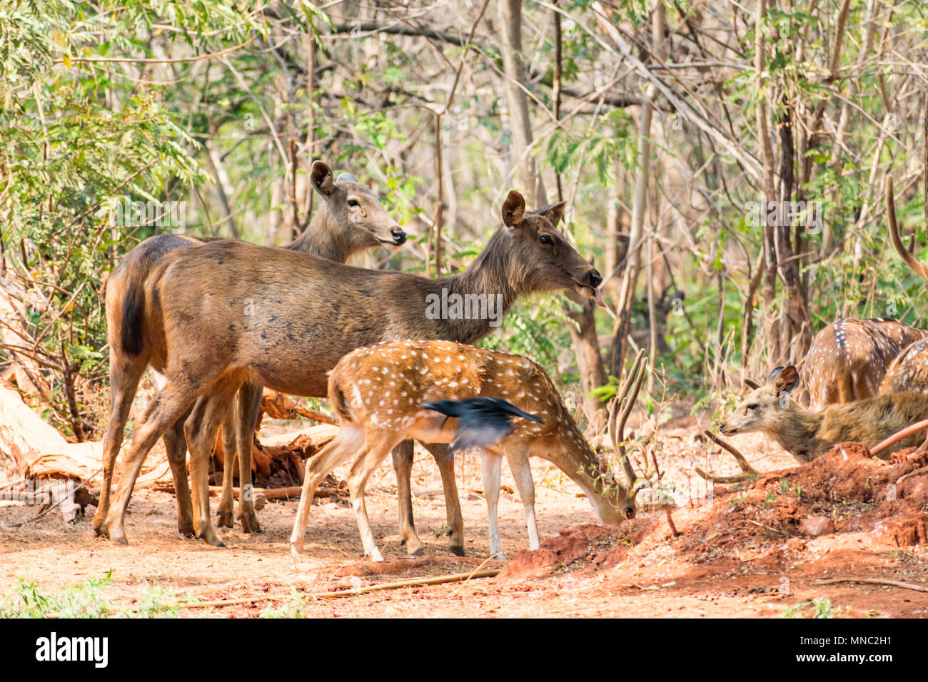 A group of sambar deer standing under a tree & looking towards to ...