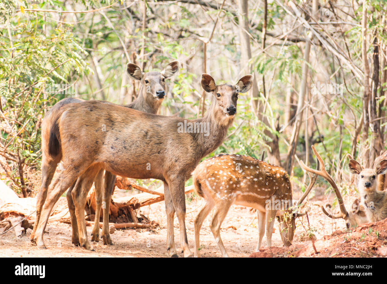 A group of sambar deer standing under a tree & looking towards to ...